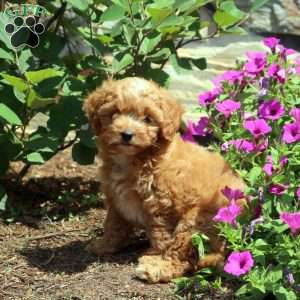 Miniature Poodle Mix Puppies For Sale | Greenfield Puppies