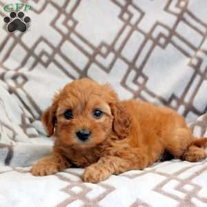 Cavapoo Puppies For Sale - Greenfield Puppies