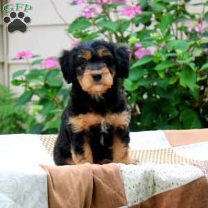 Miniature Poodle Mix Puppies For Sale | Greenfield Puppies