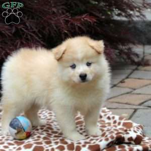 Pomsky Puppies For Sale - Greenfield Puppies