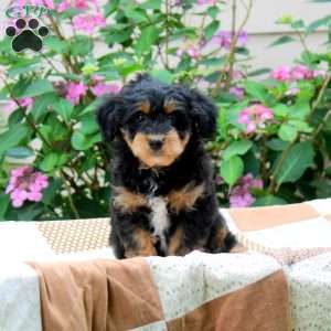 Miniature Poodle Mix Puppies For Sale | Greenfield Puppies