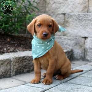 Fox Red Labrador Retriever Puppies for Sale - Greenfield Puppies