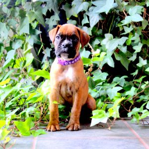 Boxer Puppies For Sale - Greenfield Puppies