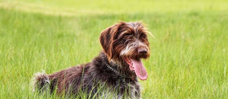 Wirehaired Pointing Griffon Puppies For Sale - Greenfield Puppies