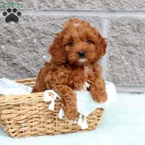Alvin & Linda Jane Beiler - Greenfield Puppies