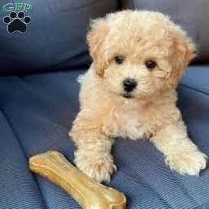 Jeanne Albano-Carmichael - Greenfield Puppies