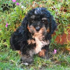 Mini Bernedoodle Puppies For Sale - Greenfield Puppies