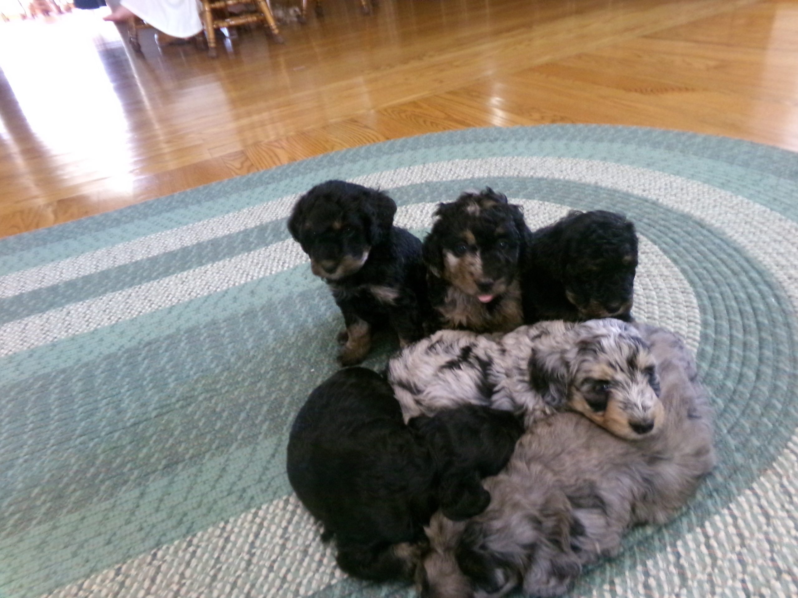 Emanuel Steury - Greenfield Puppies