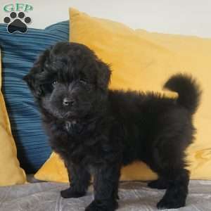 Pomapoo Puppies For Sale | Greenfield Puppies