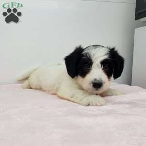 Jack-A-Poo Puppies For Sale - Greenfield Puppies