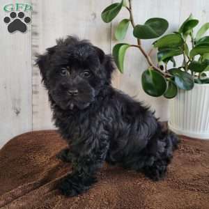 Havapoo Puppies For Sale - Greenfield Puppies