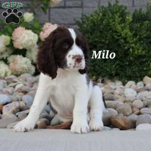 English Springer Spaniel Puppies for Sale | Greenfield Puppies