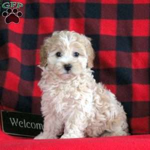 Maltese Mix Puppies For Sale | Greenfield Puppies