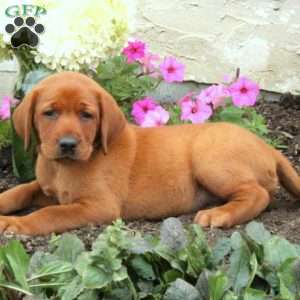 Fox Red Labrador Retriever Puppies for Sale - Greenfield Puppies