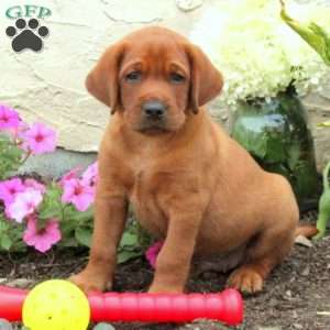 Fox Red Labrador Retriever Puppies for Sale - Greenfield Puppies