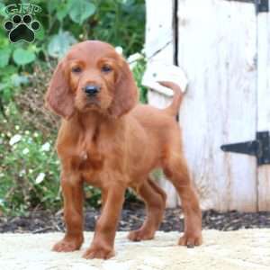 Irish Setter Puppies For Sale | Greenfield Puppies