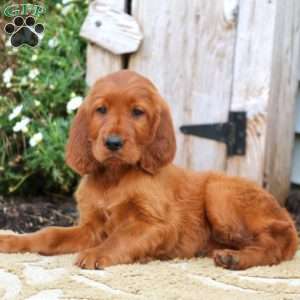 Irish Setter Puppies For Sale | Greenfield Puppies