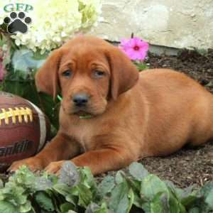 Fox Red Labrador Retriever Puppies for Sale - Greenfield Puppies