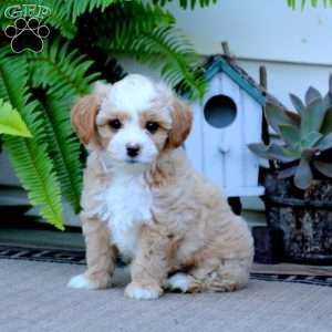 Morkie-Poo Puppies For Sale | Greenfield Puppies