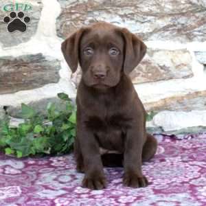 Chocolate Labrador Retriever Puppies For Sale - Greenfield Puppies