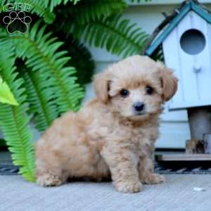 Morkie-Poo Puppies For Sale | Greenfield Puppies