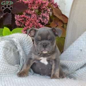 English Bulldog Puppies For Sale | Greenfield Puppies