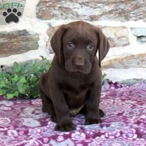 Chocolate Labrador Retriever Puppies For Sale - Greenfield Puppies