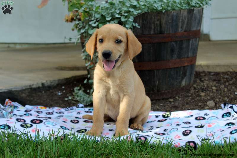 Yellow Lab Puppies 8 Weeks