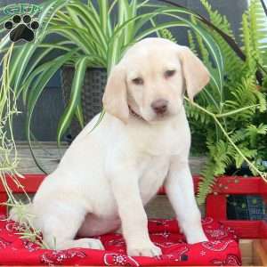 Yellow Labrador Retriever Puppies For Sale | Greenfield Puppies