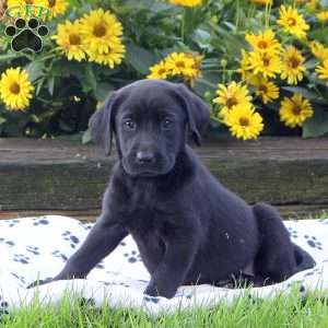 Black Labrador Retriever Puppies For Sale - Greenfield Puppies