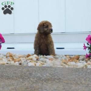 Cockapoo Puppies for Sale - Greenfield Puppies