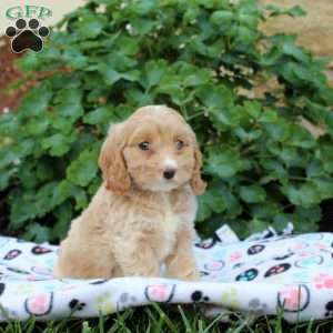 Cockapoo Puppies for Sale - Greenfield Puppies