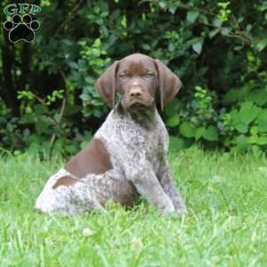 German Shorthaired Pointer Puppies For Sale - Greenfield Puppies