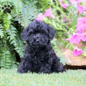 Cockapoo Puppies for Sale - Greenfield Puppies