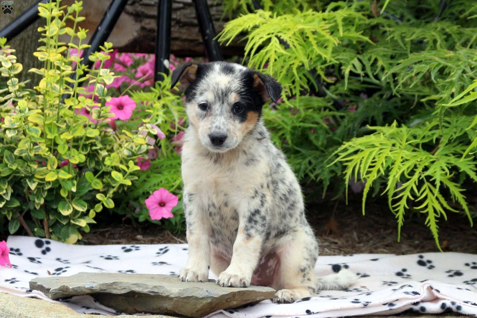 Blue Merle Australian Cattle Dog Puppy