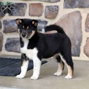 Shiba Inu Puppies For Sale | Greenfield Puppies