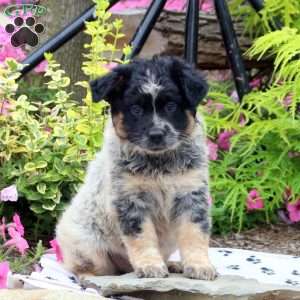 Blue Heeler Puppies For Sale - Greenfield Puppies