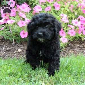 Cockapoo Puppies for Sale - Greenfield Puppies