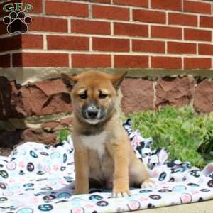 Shiba Inu Puppies For Sale | Greenfield Puppies