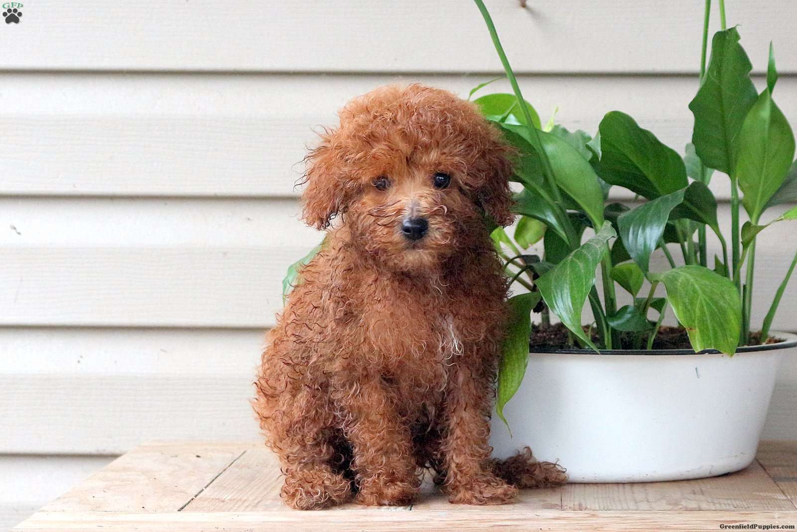 Eskapoo Puppies For Sale