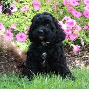 Cockapoo Puppies for Sale - Greenfield Puppies