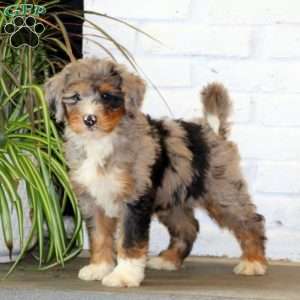 Lena Ralene - Greenfield Puppies