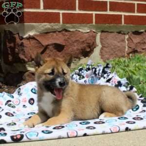 Shiba Inu Puppies For Sale | Greenfield Puppies
