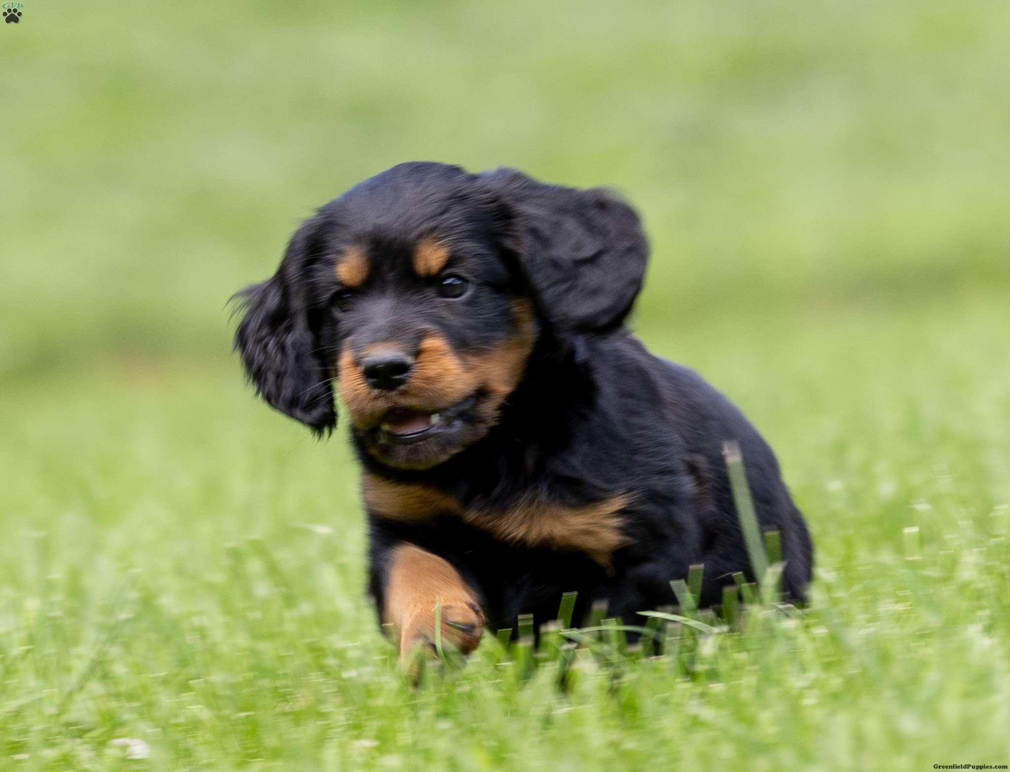 Gordon Setter Australian Shepherd Mix
