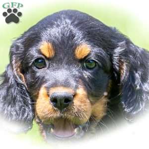 Gordon Setter Puppies for Sale | Greenfield Puppies