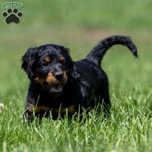 Gordon Setter Puppies for Sale | Greenfield Puppies