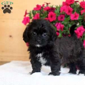 Shih-Poo Puppies For Sale | Greenfield Puppies