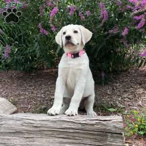 Labrador Mix Puppies For Sale | Greenfield Puppies