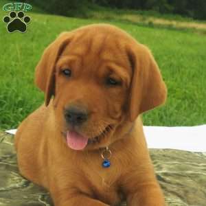 Fox Red Labrador Retriever Puppies for Sale - Greenfield Puppies