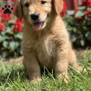 Christ S. King - Greenfield Puppies